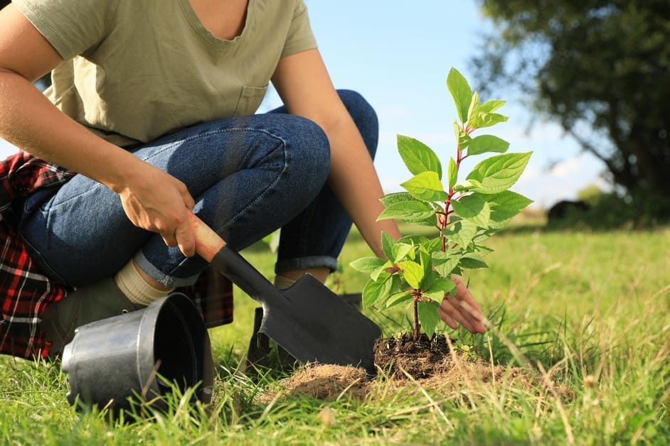 Top 8 Benefits of Planting Trees | Trusty Tree Services
